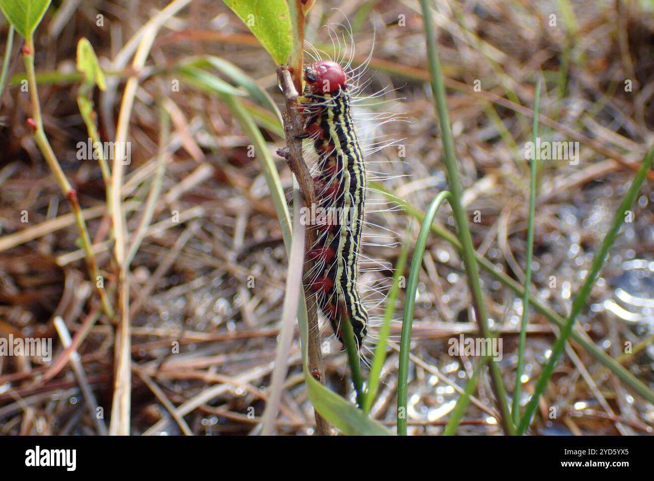 Azalea Caterpillar Moth (Datana major Stock Photo - Alamy
