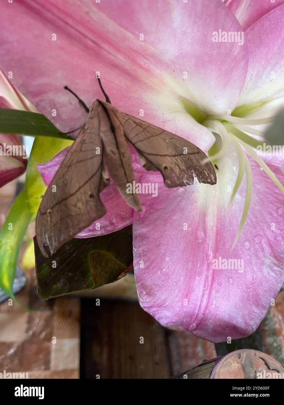 Sphinx Moths (Sphingidae Stock Photo - Alamy