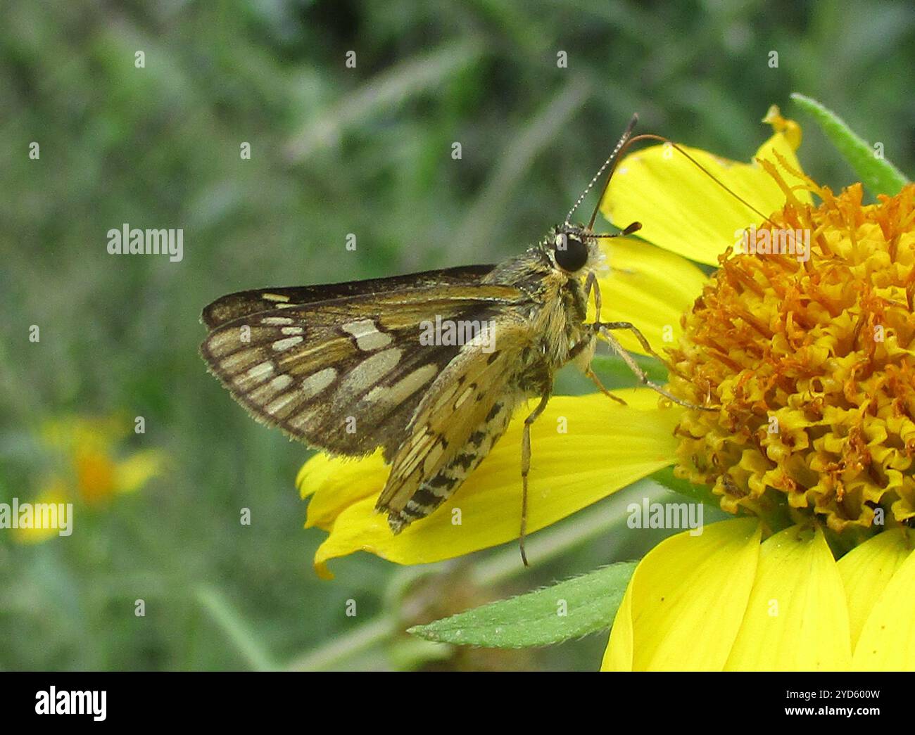 Pale Ranger (Dotta callicles Stock Photo - Alamy