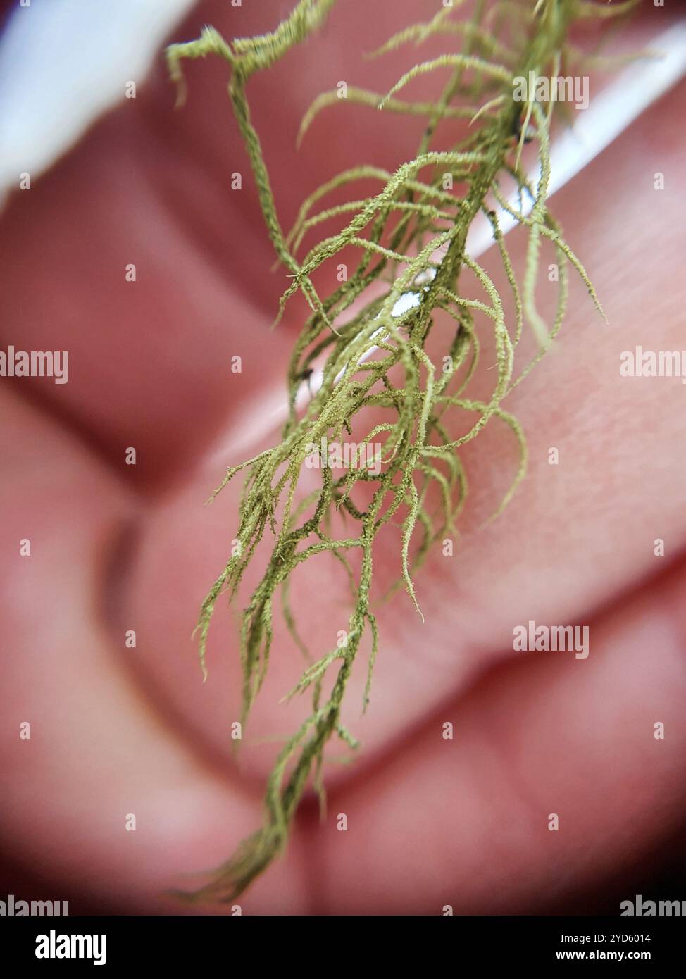 Bristly Beard Lichen (Usnea hirta Stock Photo - Alamy