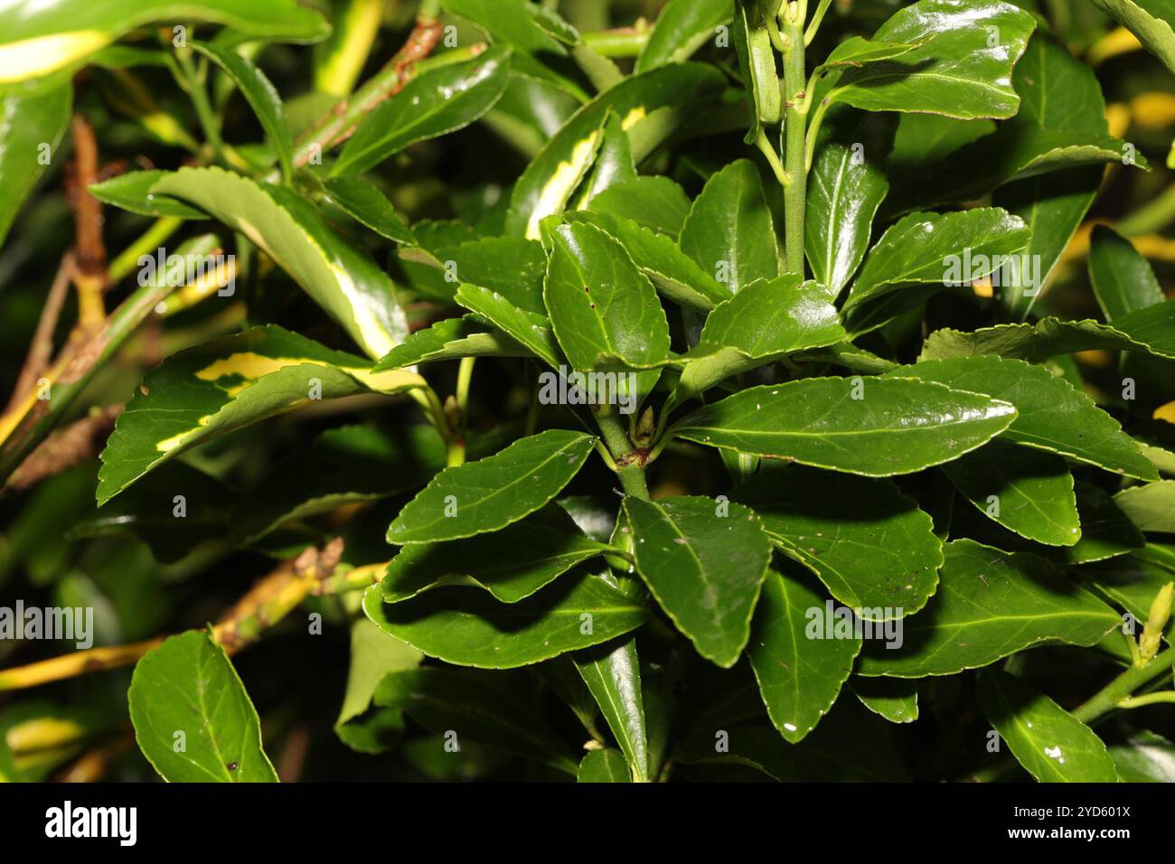 Japanese spindle tree (Euonymus japonicus Stock Photo - Alamy