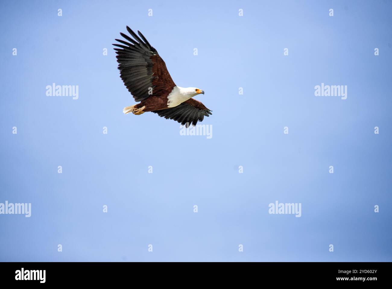 AFRICAAN FISH EAGLE ( Haliaeetus vocifer ) flying in at Serenada Eco ...