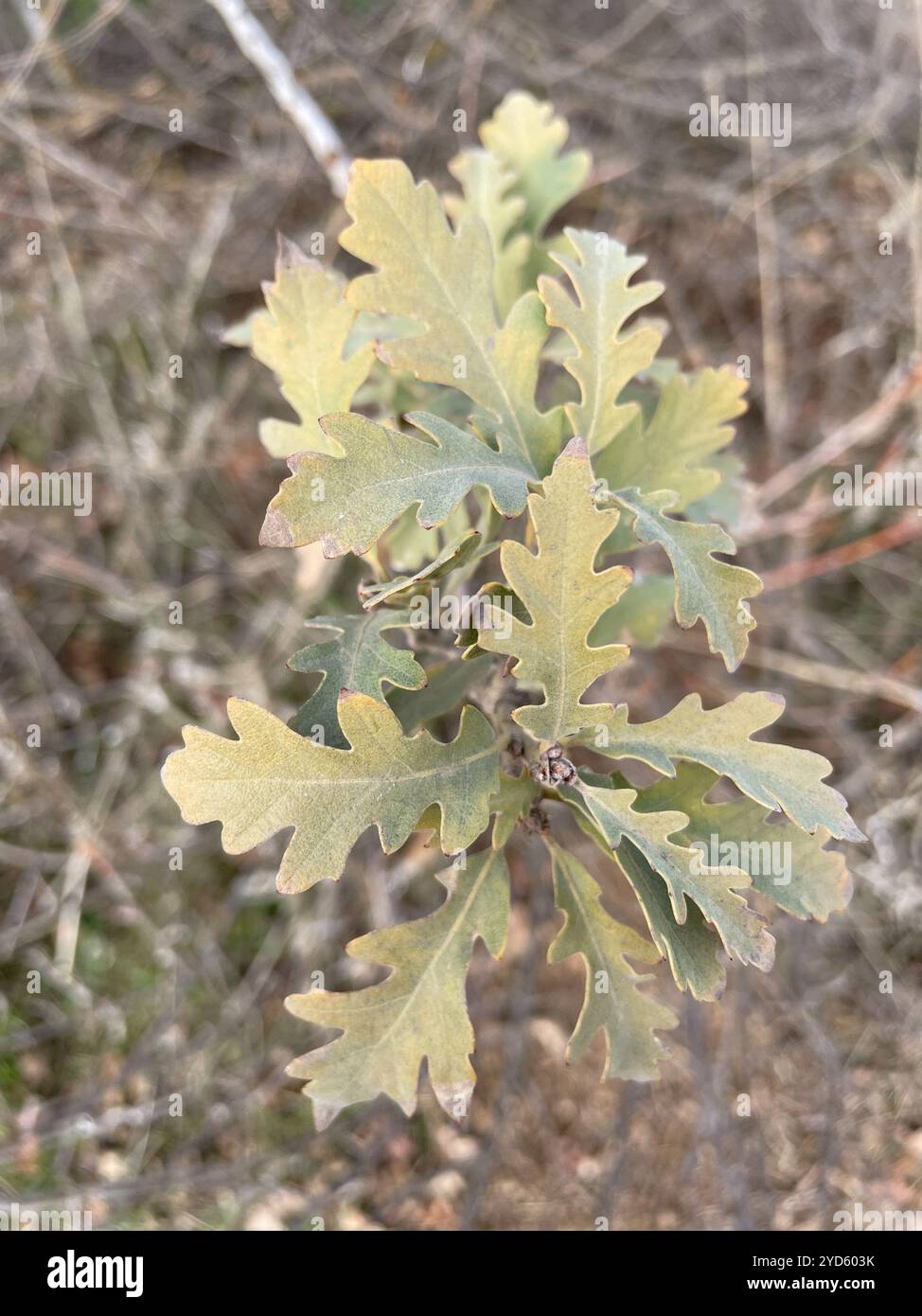 valley oak (Quercus lobata Stock Photo - Alamy