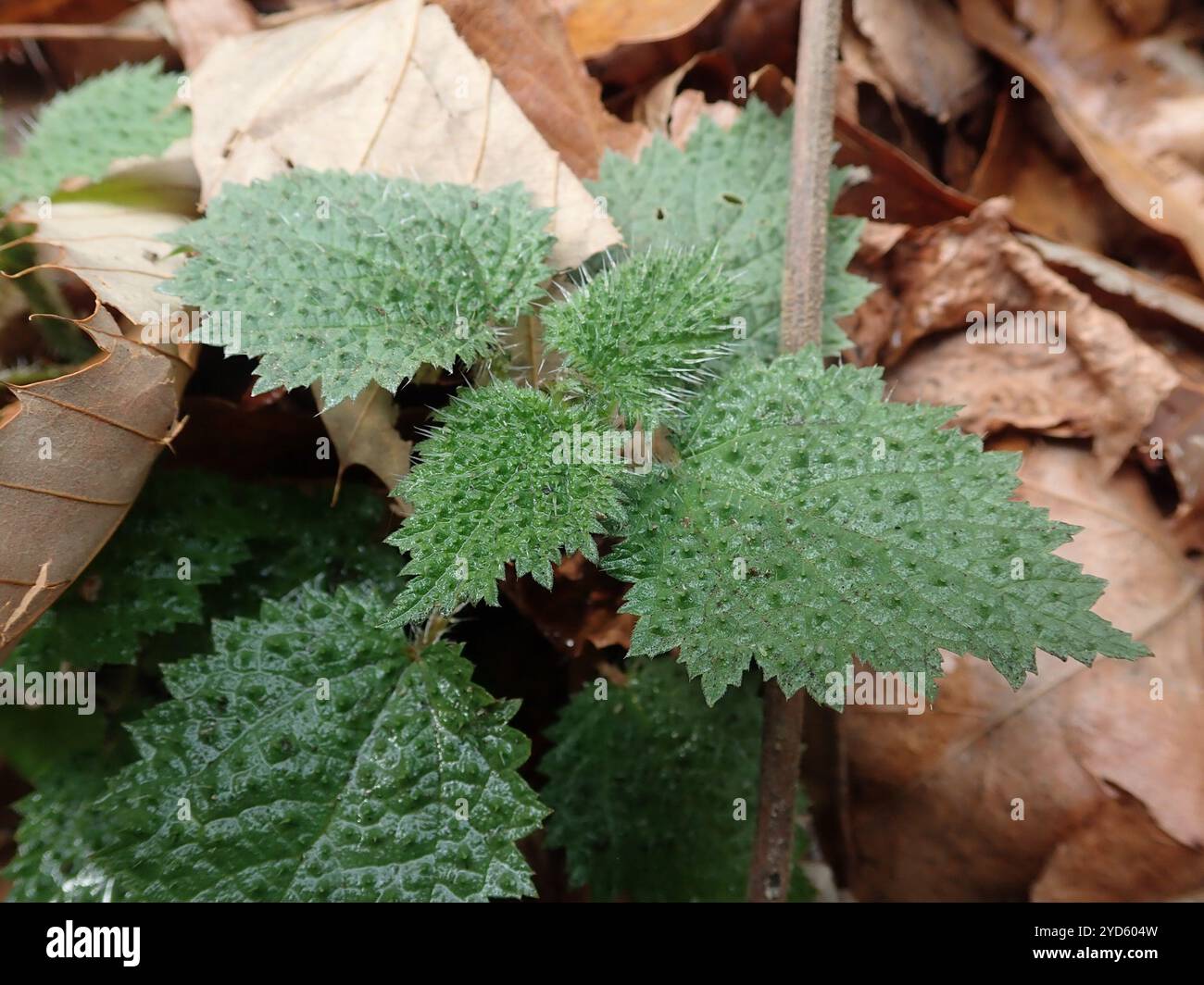 Japanese Nettle (Urtica thunbergiana Stock Photo - Alamy