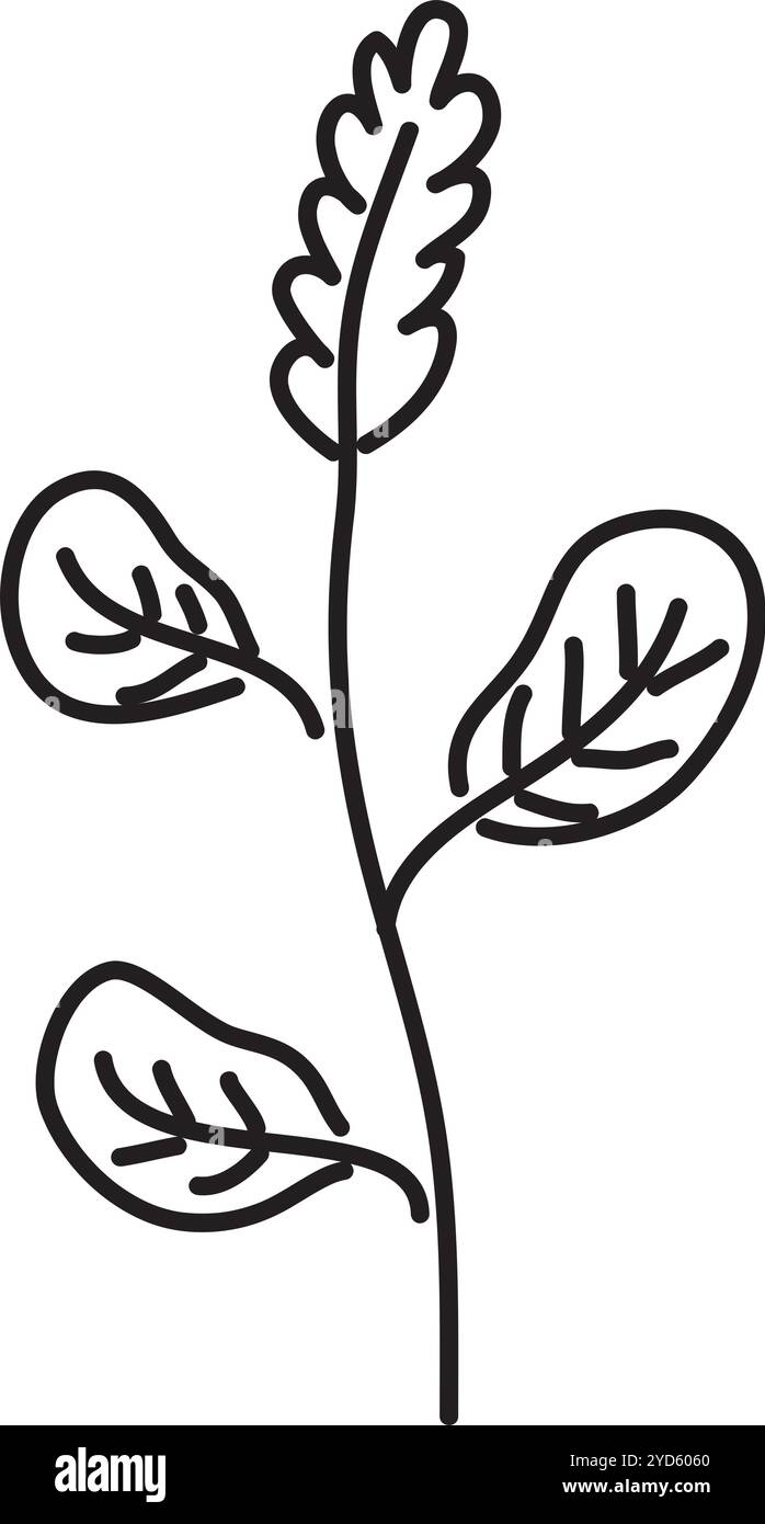 plant with seeds and round leaves, hand drawn with black brush, white ...
