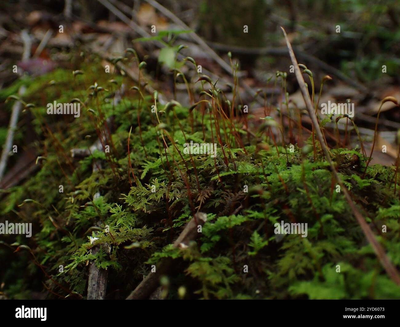 delicate fern moss (Thuidium delicatulum Stock Photo - Alamy