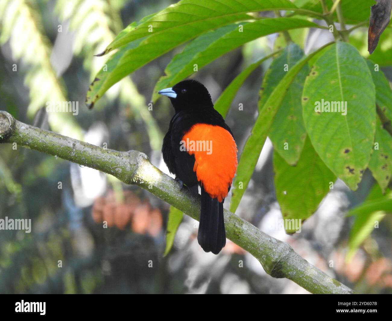 Flame-rumped Tanager (Ramphocelus flammigerus Stock Photo - Alamy
