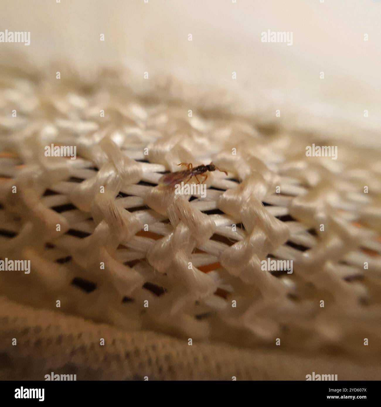 Ponerine Ants (Ponerinae Stock Photo - Alamy