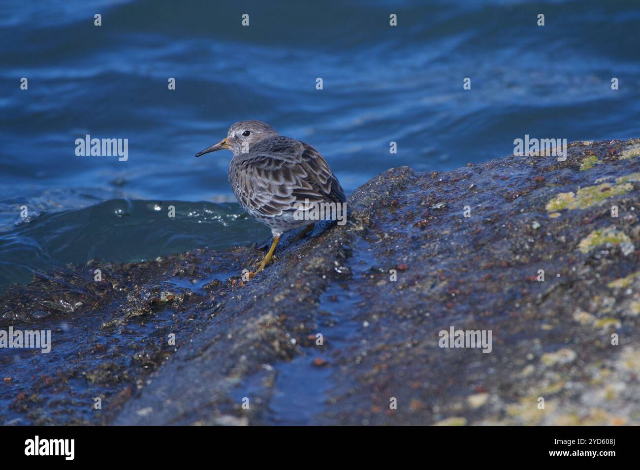 Rock Sandpiper (Calidris ptilocnemis Stock Photo - Alamy