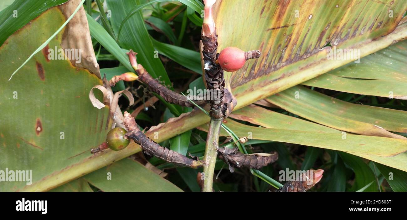 Giant Caroline island ginger (Alpinia carolinensis Stock Photo - Alamy