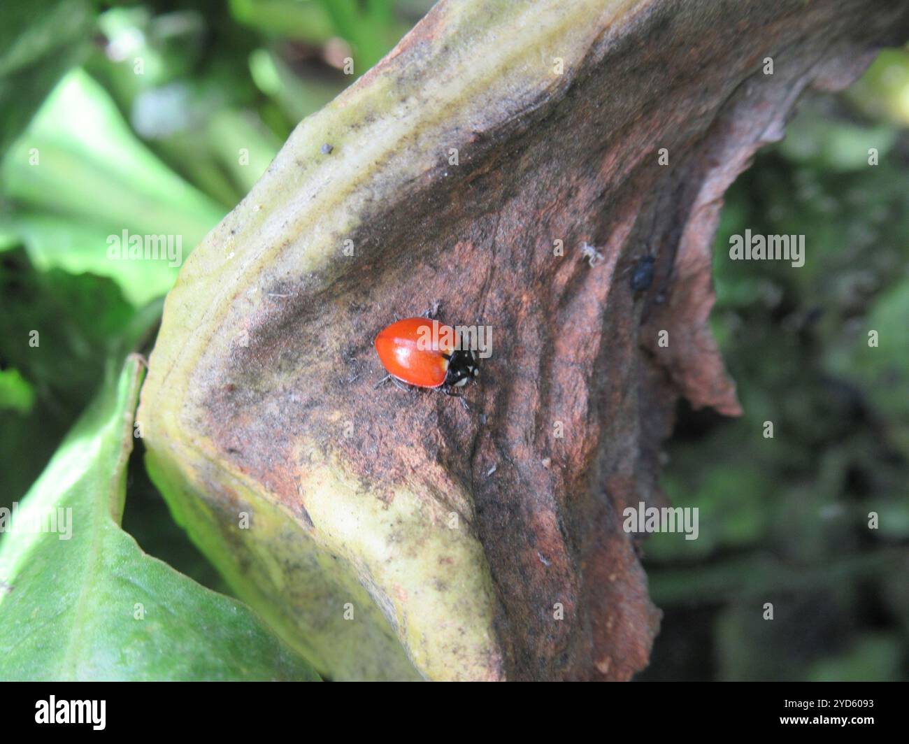 Pacific Five-spotted Lady Beetle (Hippodamia quinquesignata ambigua ...