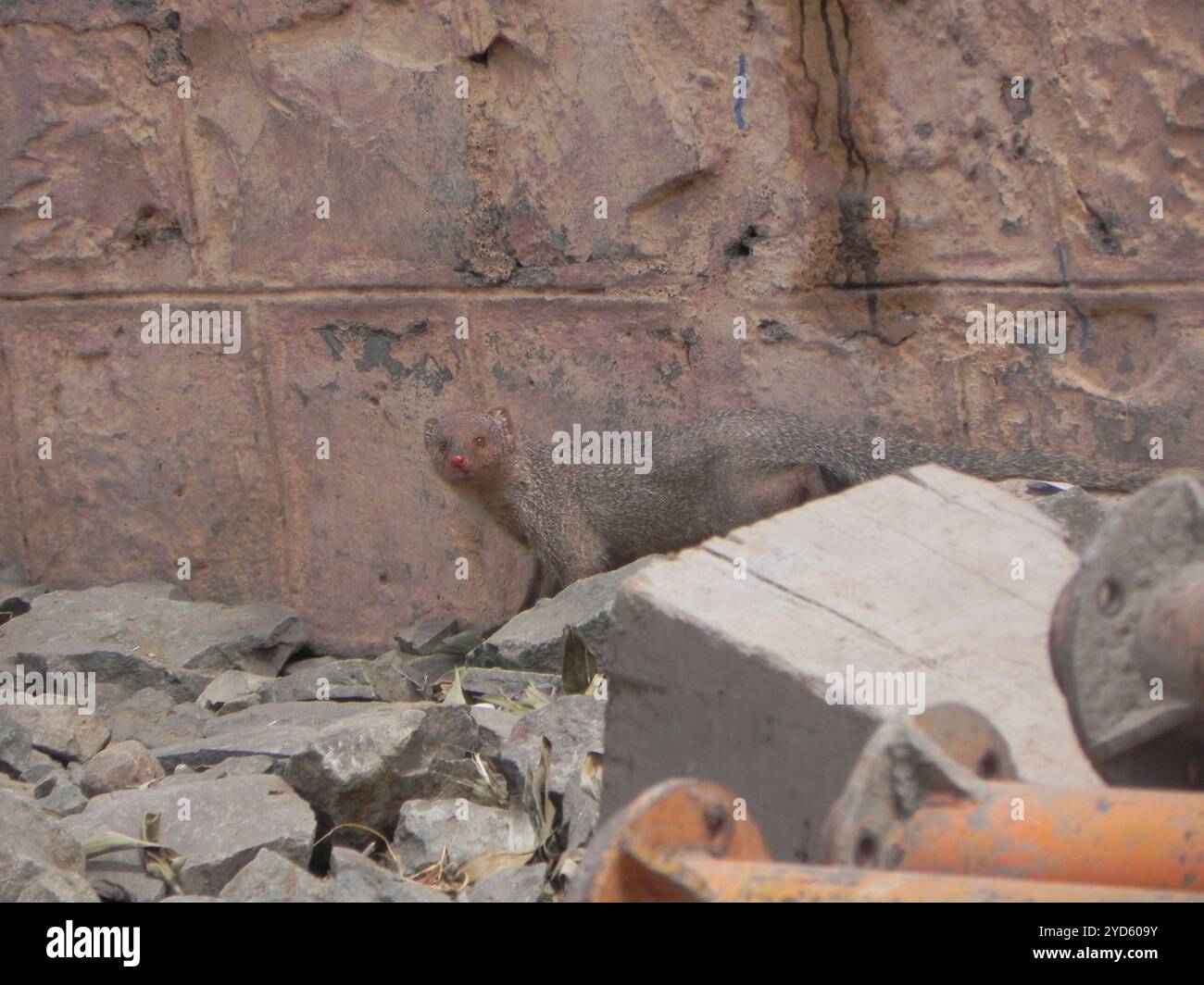 Indian Grey Mongoose (Urva edwardsii Stock Photo - Alamy