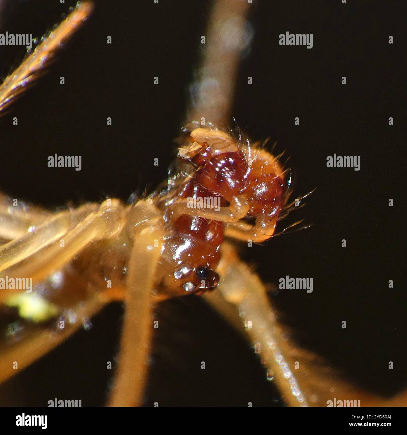 Comb-footed Spiders (Theridiidae Stock Photo - Alamy