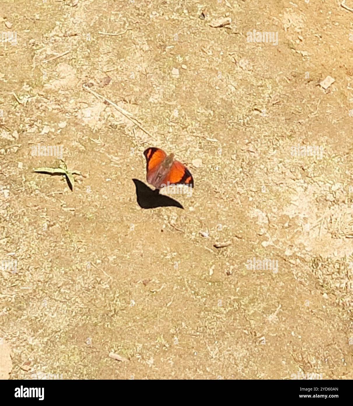 Flamingo Leafwing (Fountainea ryphea Stock Photo - Alamy