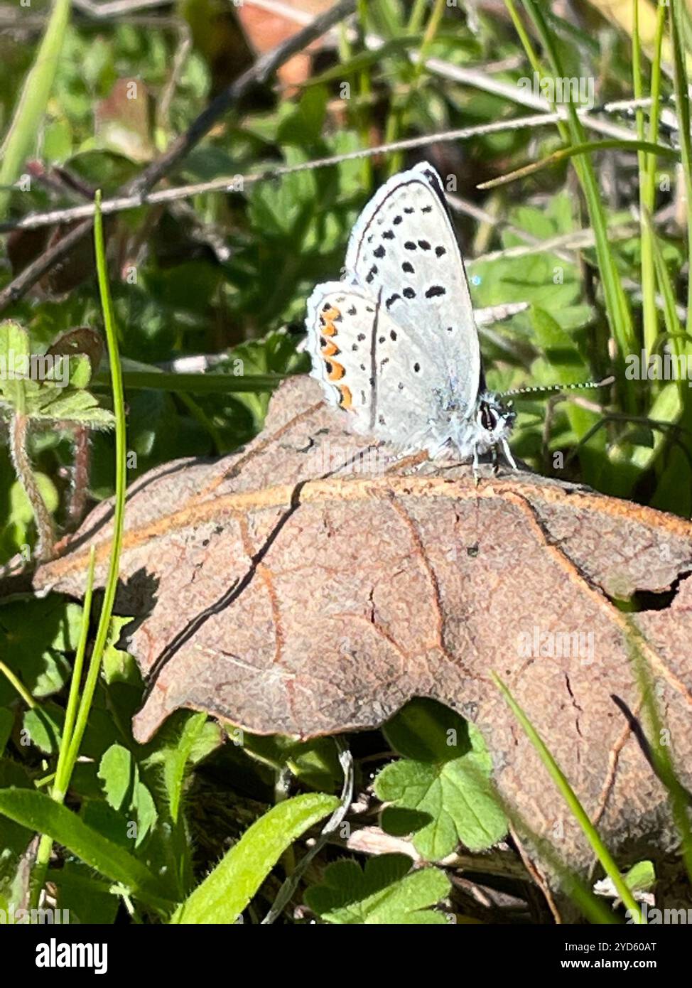 Acmon Blue (Icaricia acmon Stock Photo - Alamy