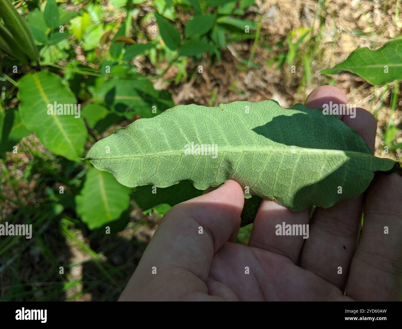 redring milkweed (Asclepias variegata Stock Photo - Alamy