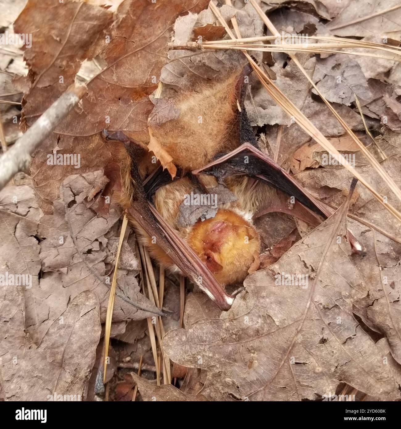 Eastern Red Bat (Lasiurus borealis Stock Photo - Alamy