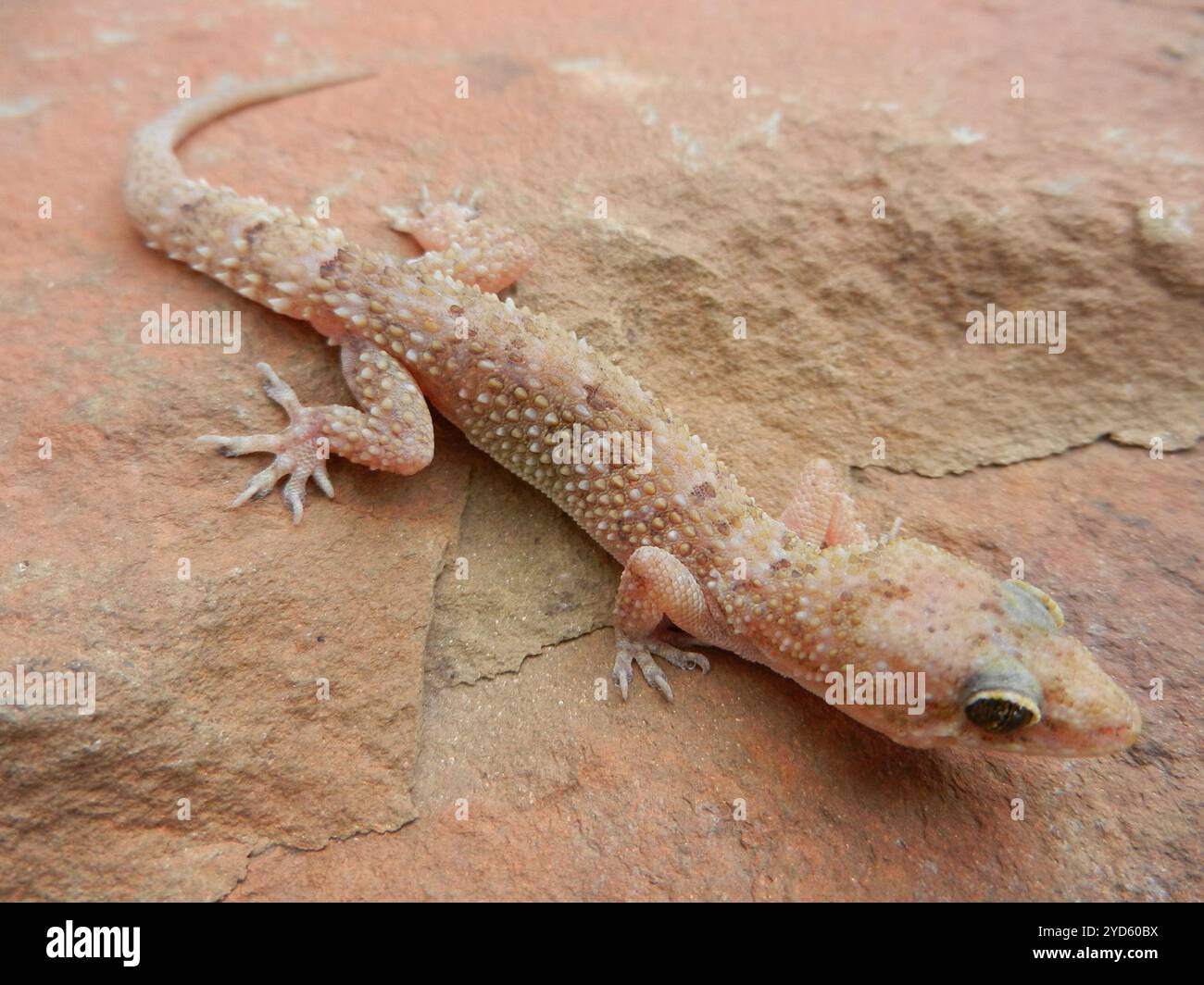 West African House Gecko (Hemidactylus angulatus Stock Photo - Alamy