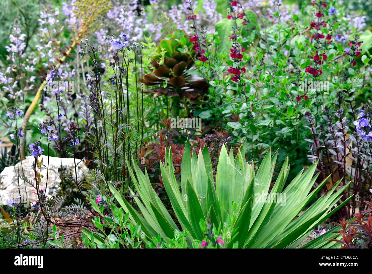 agave,aeonium, salvia,mixed bed,mixed border, mixed planting scheme ...