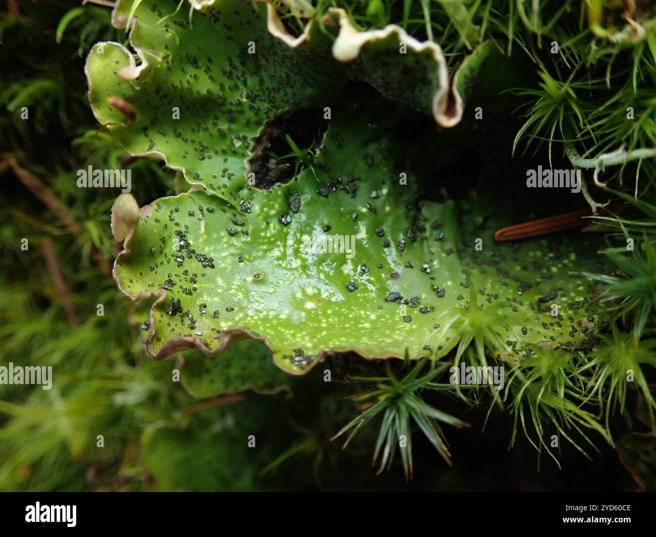 flaky freckle pelt lichen (Peltigera britannica Stock Photo - Alamy