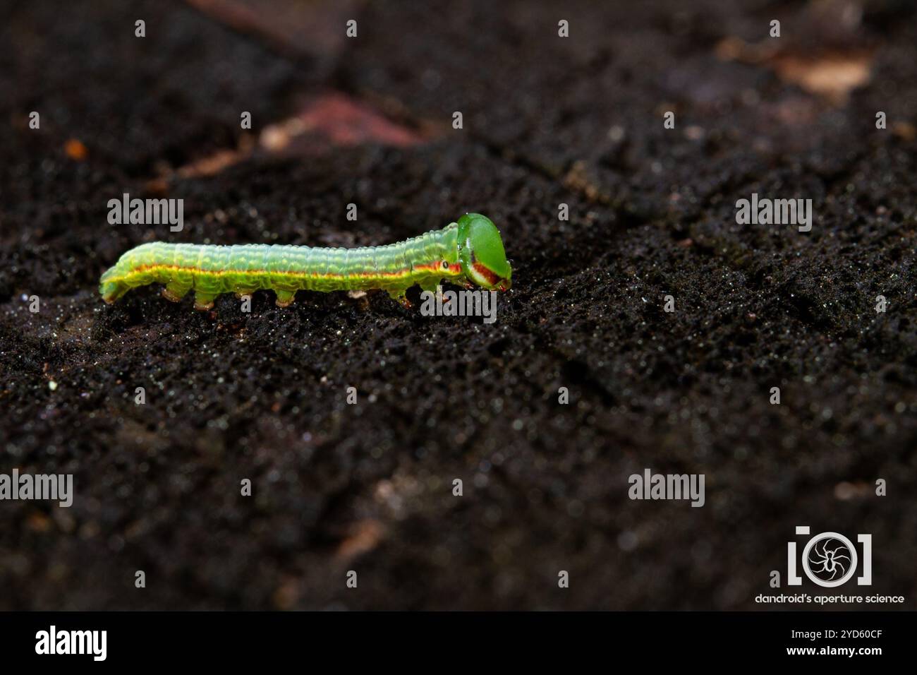 Angulose Prominent (Peridea angulosa Stock Photo - Alamy