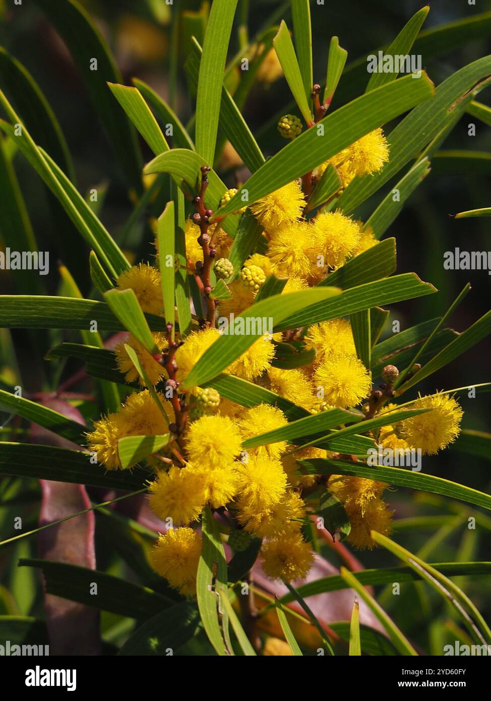 Taiwan Acacia (Acacia confusa Stock Photo - Alamy