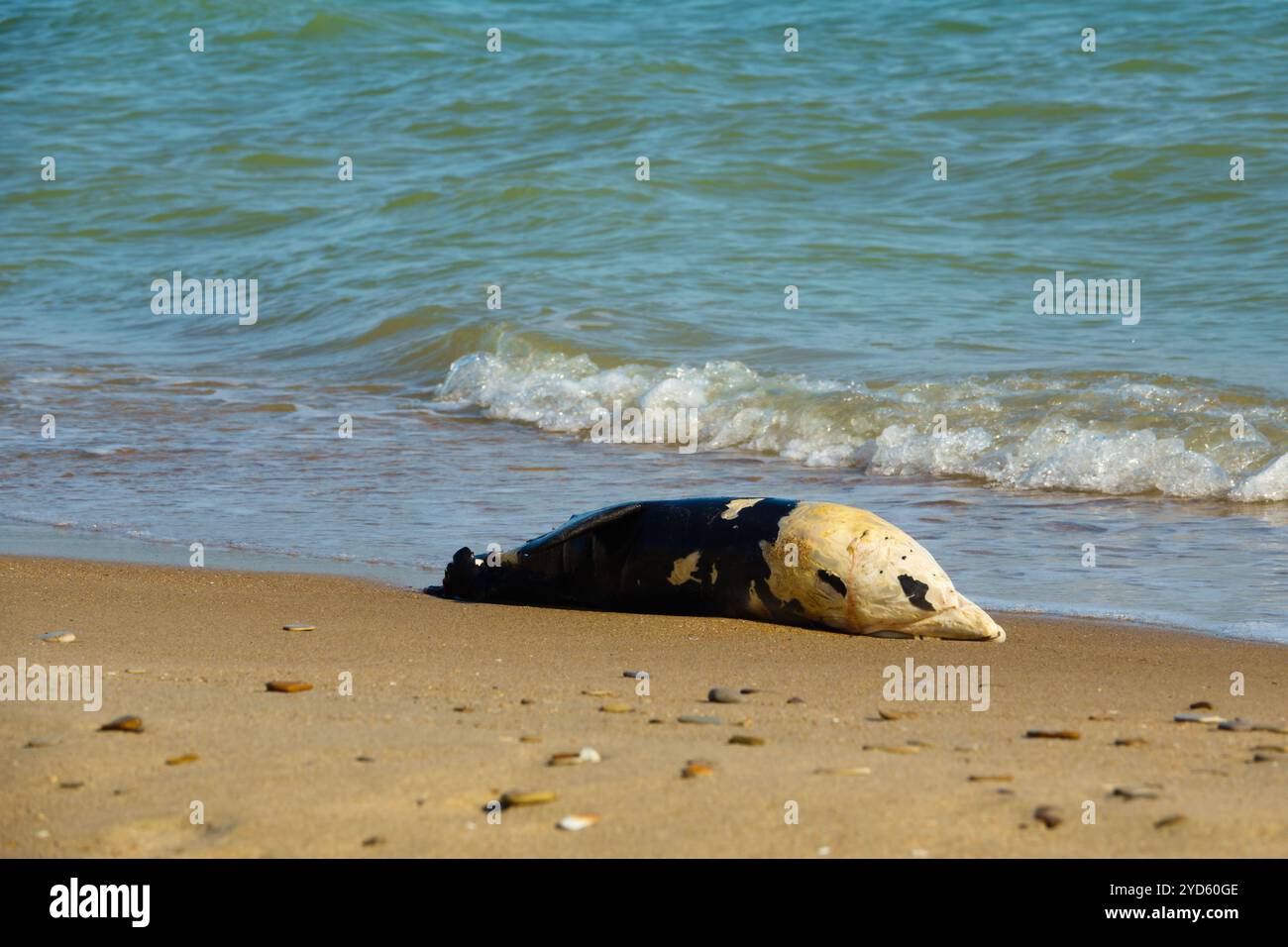 Dead dolphin on the sandy seashore Stock Photo - Alamy