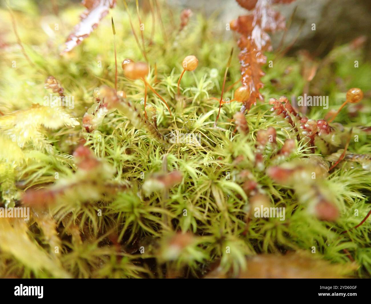 Common Apple-moss (Bartramia pomiformis Stock Photo - Alamy