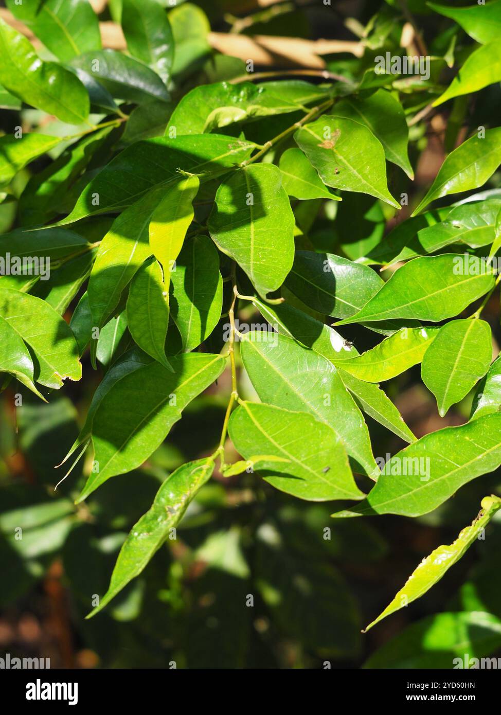 King's Fig (Ficus ampelos Stock Photo - Alamy