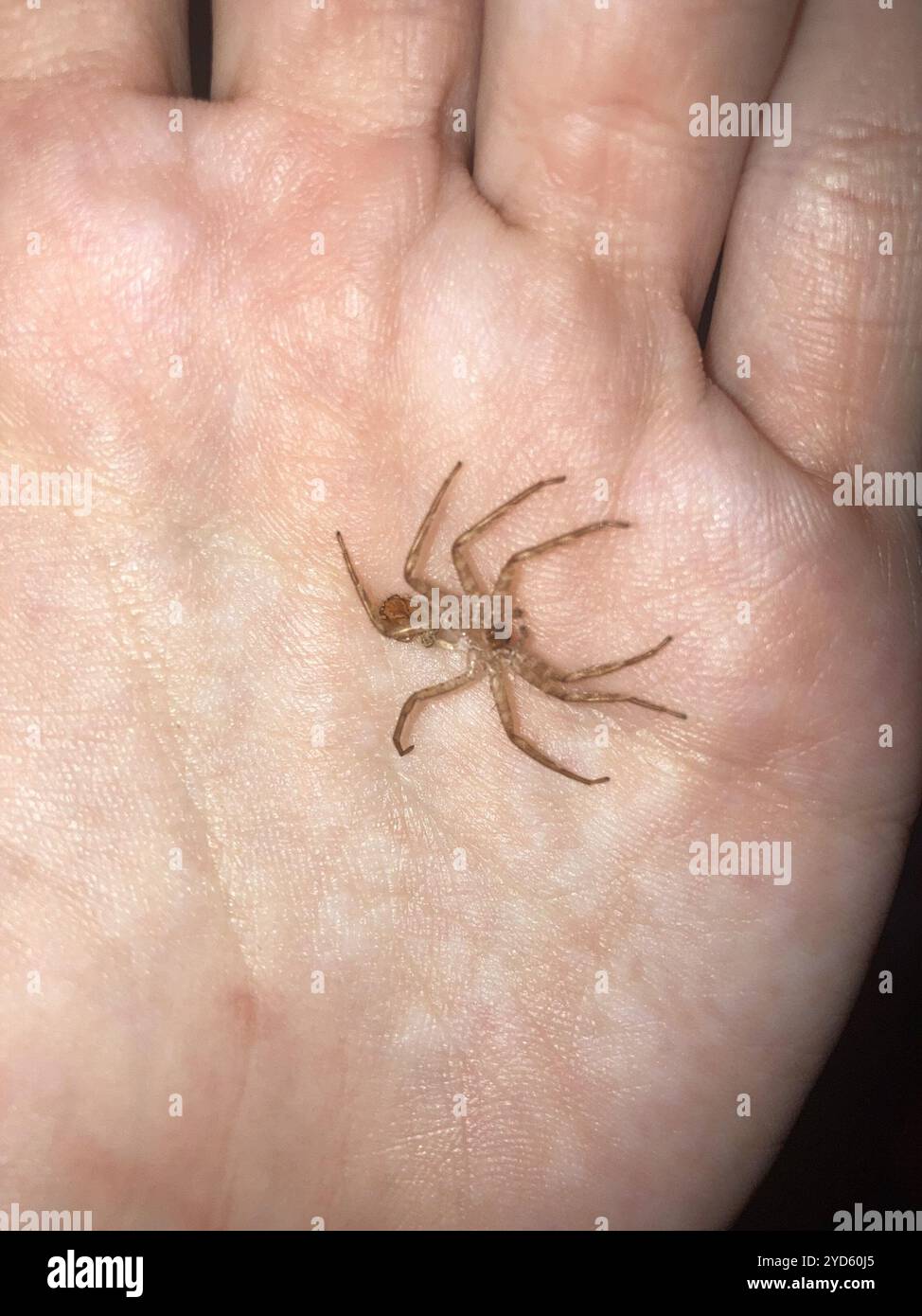 Crescent-eyed Spiders (Selenops Stock Photo - Alamy