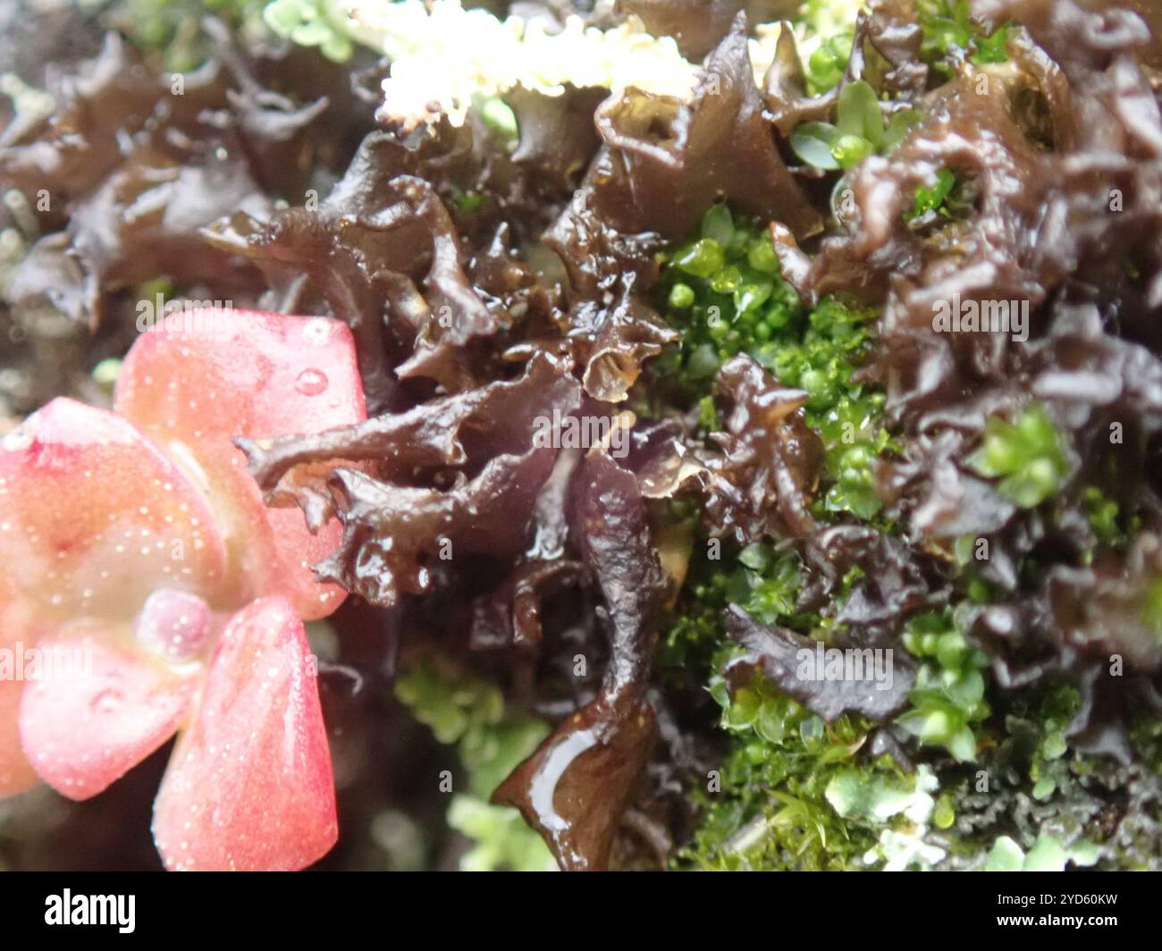 Antlered Jellyskin Lichen (Scytinium palmatum Stock Photo - Alamy