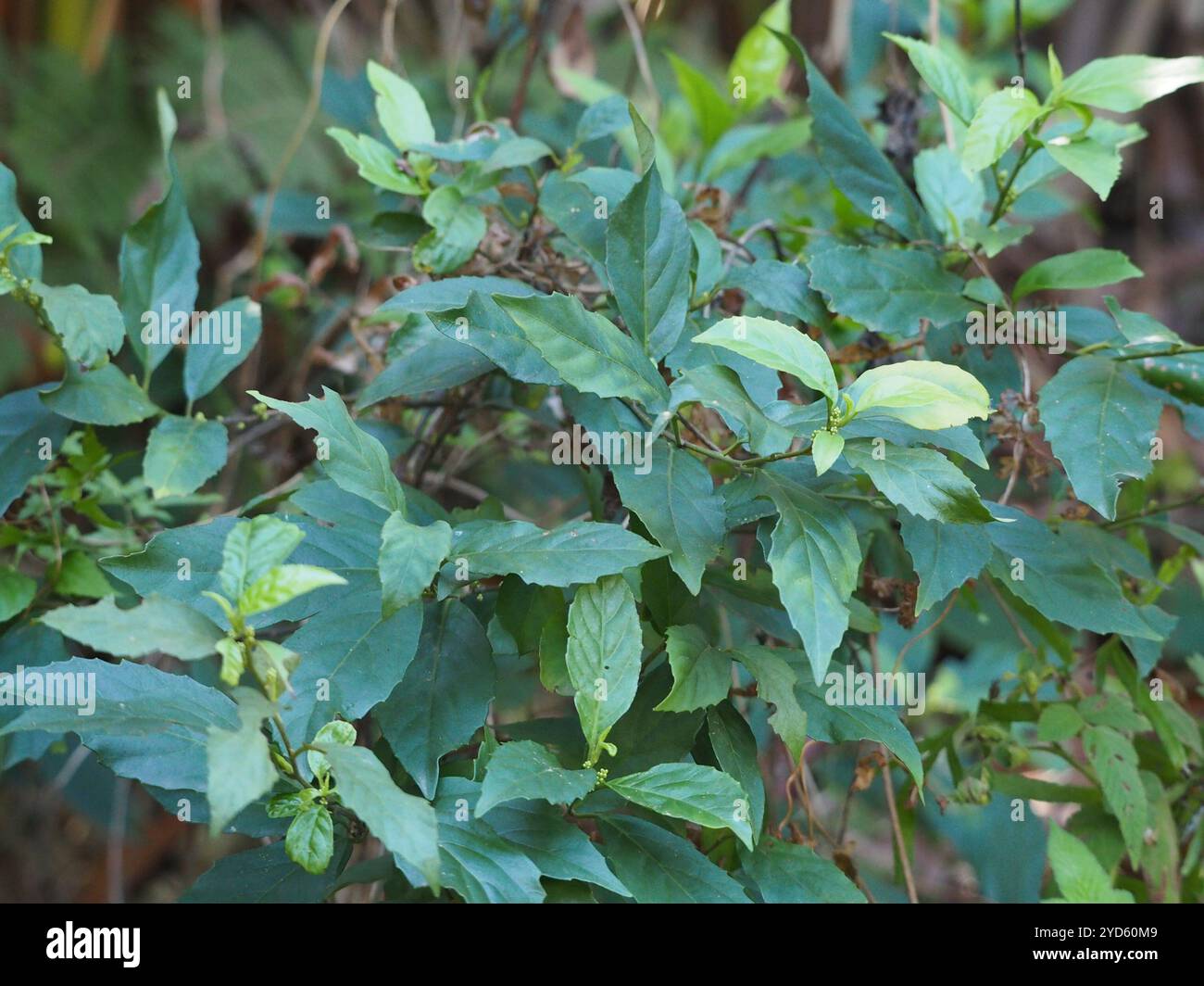 (Maesa perlaria formosana Stock Photo - Alamy