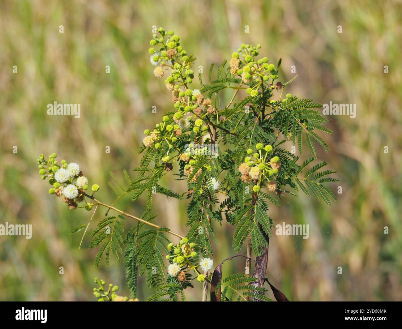 White leadtree (Leucaena leucocephala Stock Photo - Alamy