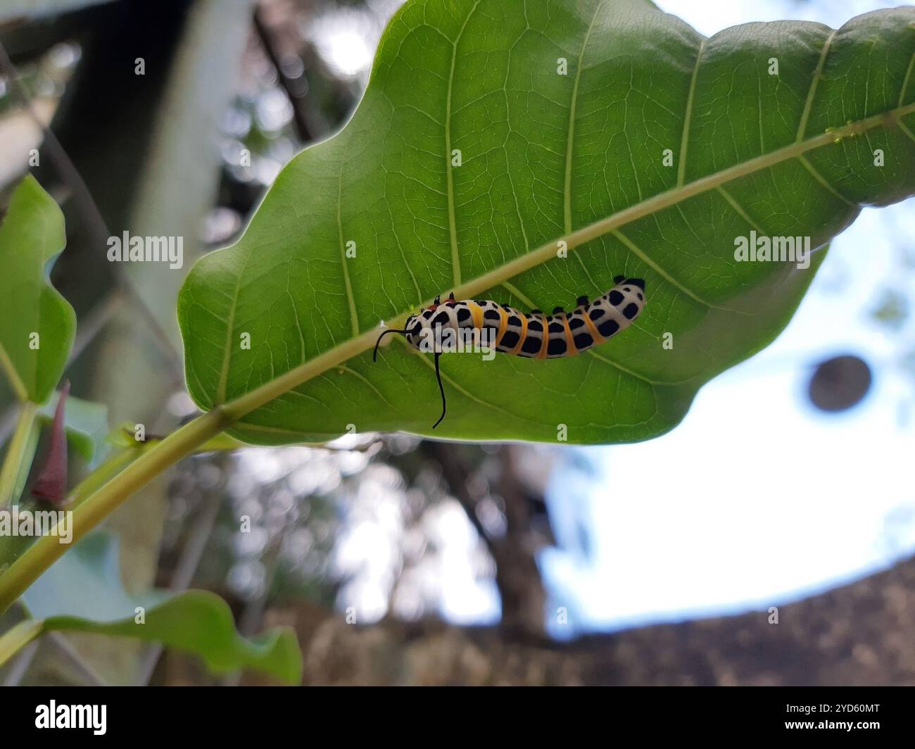 Clearwing Mimic-Queen (Lycorea ilione Stock Photo - Alamy