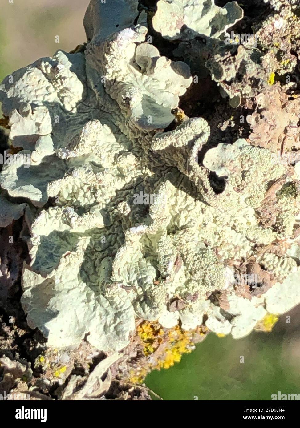common greenshield lichen (Flavoparmelia caperata Stock Photo - Alamy