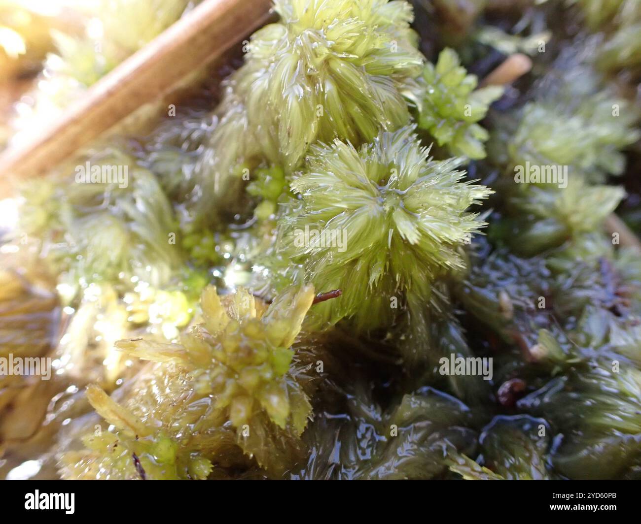 Sphagnum mosses (Sphagnum Stock Photo - Alamy