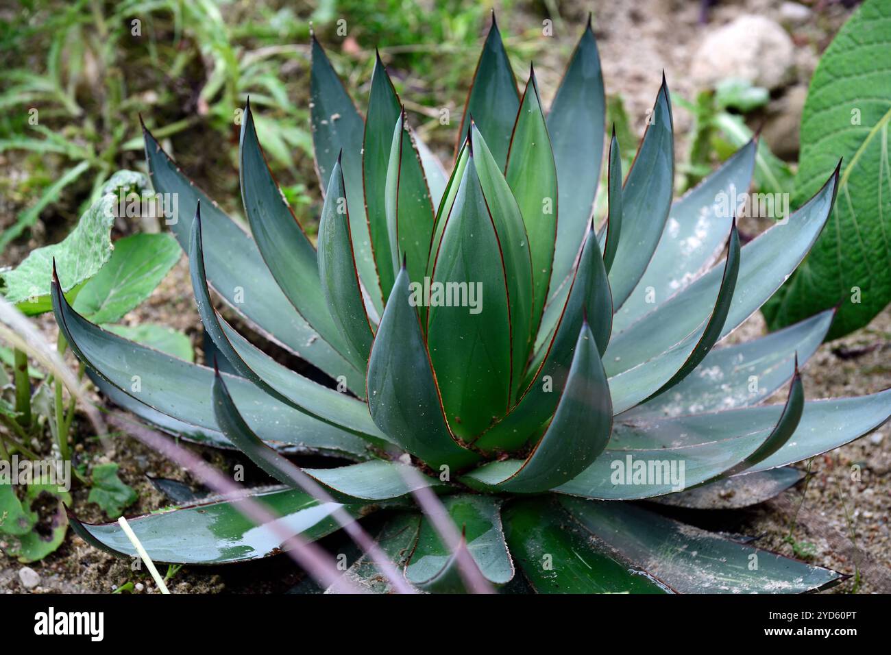 agave blue ember,mixed bed,mixed border, mixed planting scheme,gardens ...