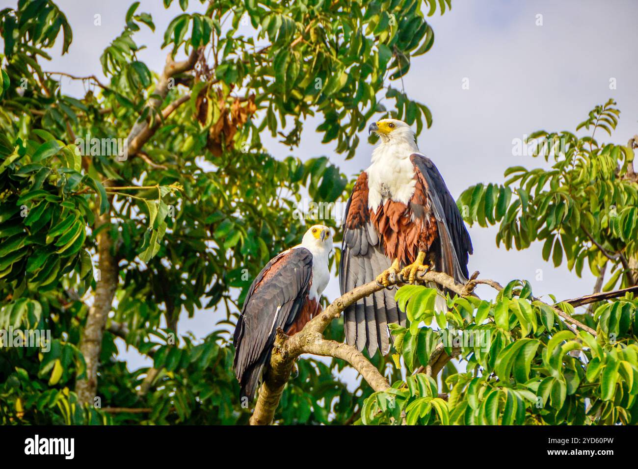 AFRICAAN FISH EAGLES ( Haliaeetus vocifer) in Murchison Falls National ...