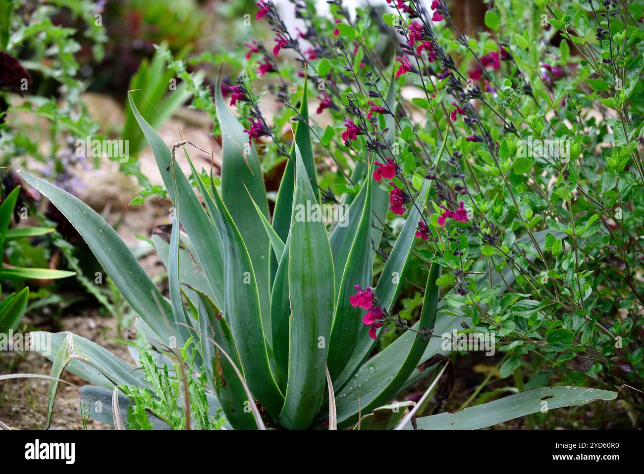 agave blue ember,mixed bed,mixed border, mixed planting scheme,gardens ...
