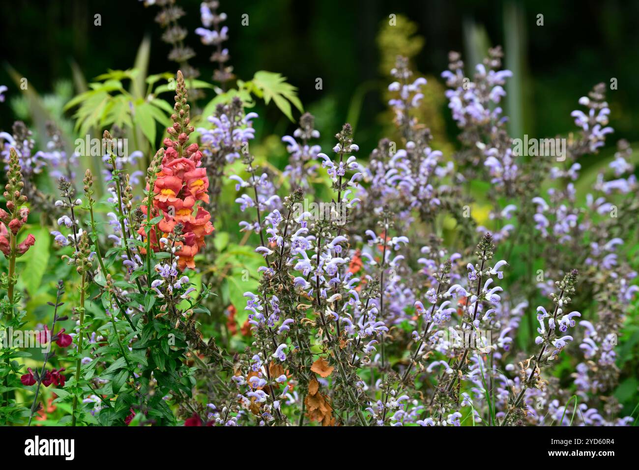 Antirrhinum majus overture deep orange,snapdragon,snapdragons,orange ...