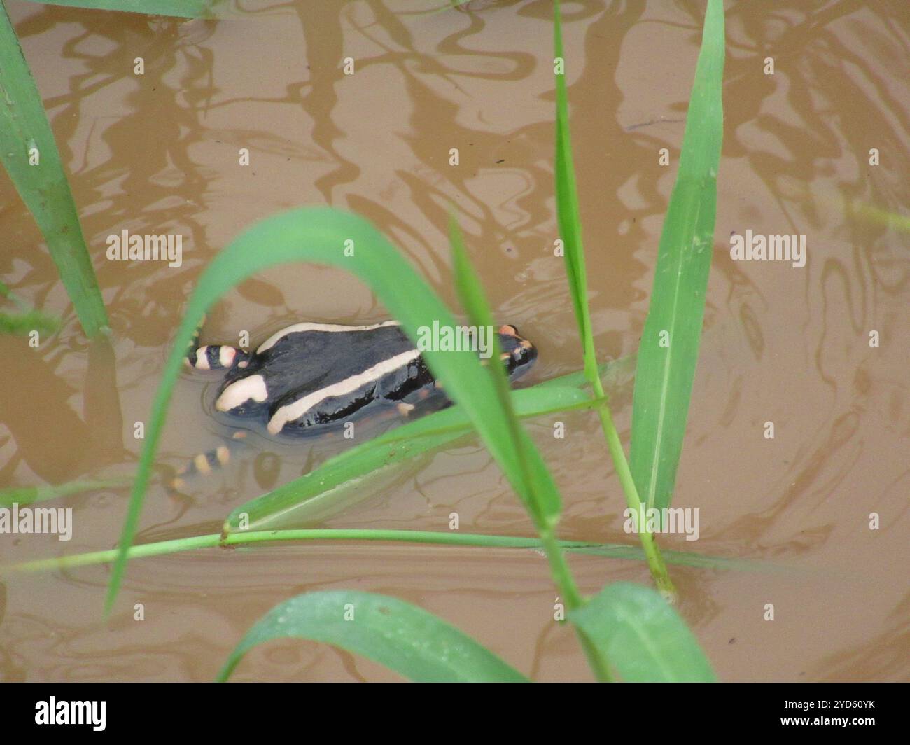 Red-Banded Rubber Frog (Phrynomantis bifasciatus Stock Photo - Alamy