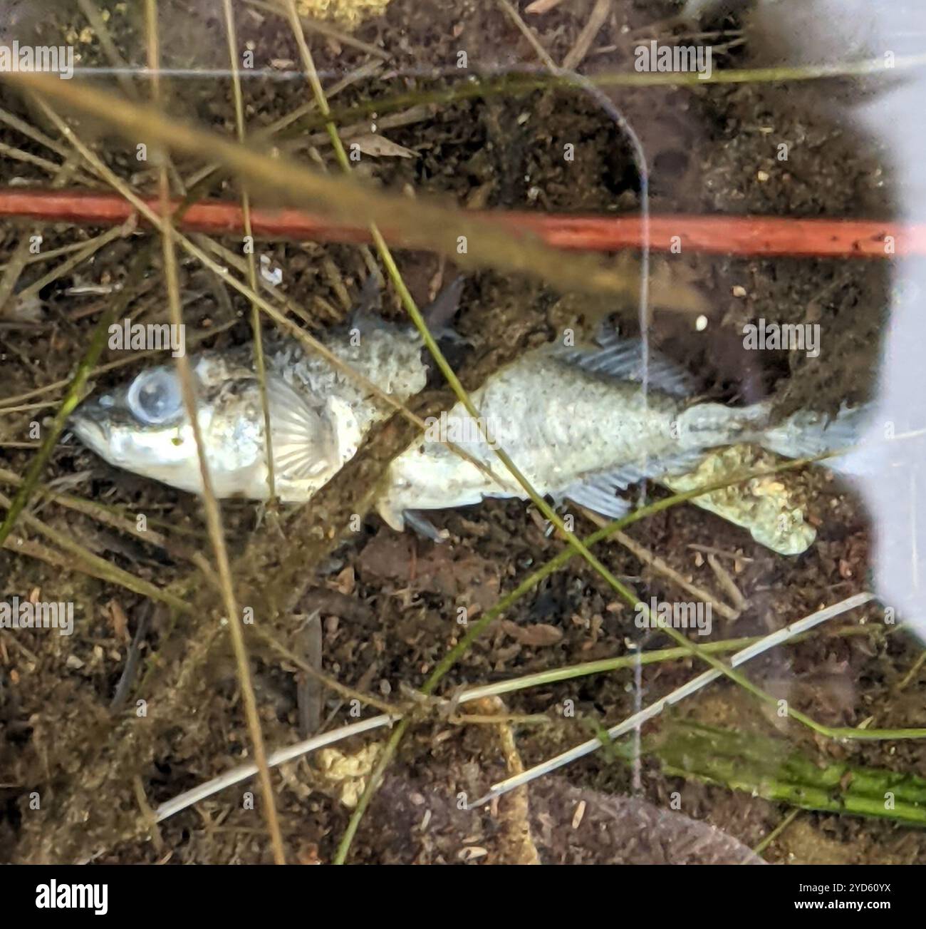 Threespine Stickleback (Gasterosteus aculeatus Stock Photo - Alamy