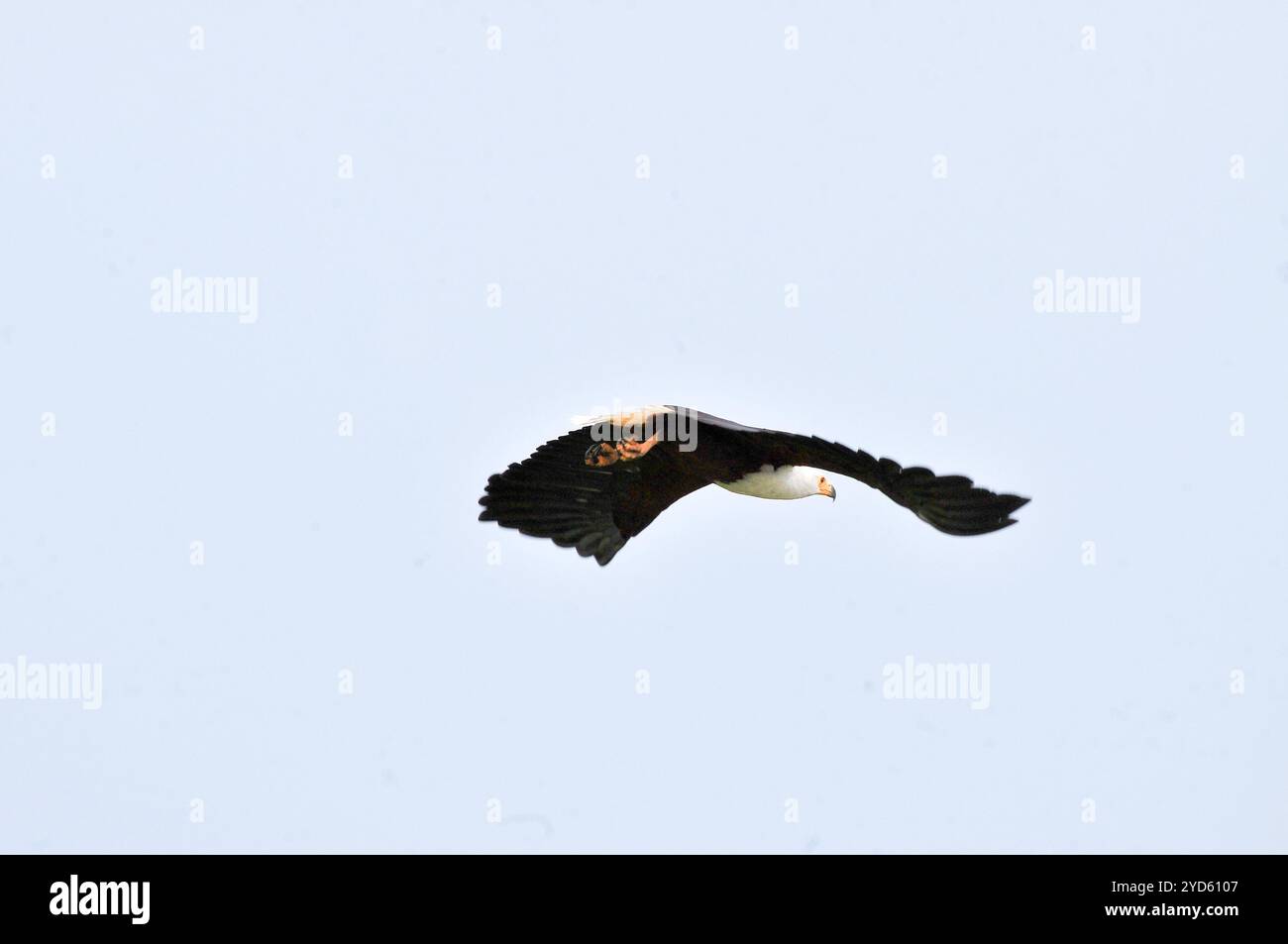 AFRICAAN FISH EAGLE ( Haliaeetus vocifer ) flying in Murchison Falls ...