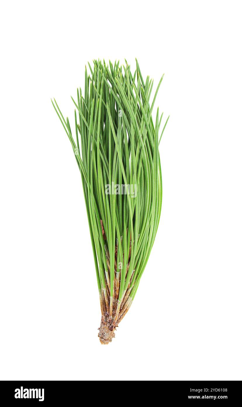 Realistic element design green Cut Out Stock Images & Pictures - Alamy