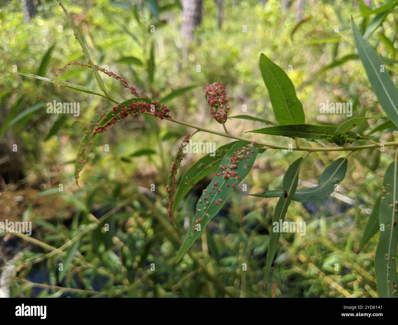 Willow Bead Gall Mite (Aculus tetanothrix Stock Photo - Alamy