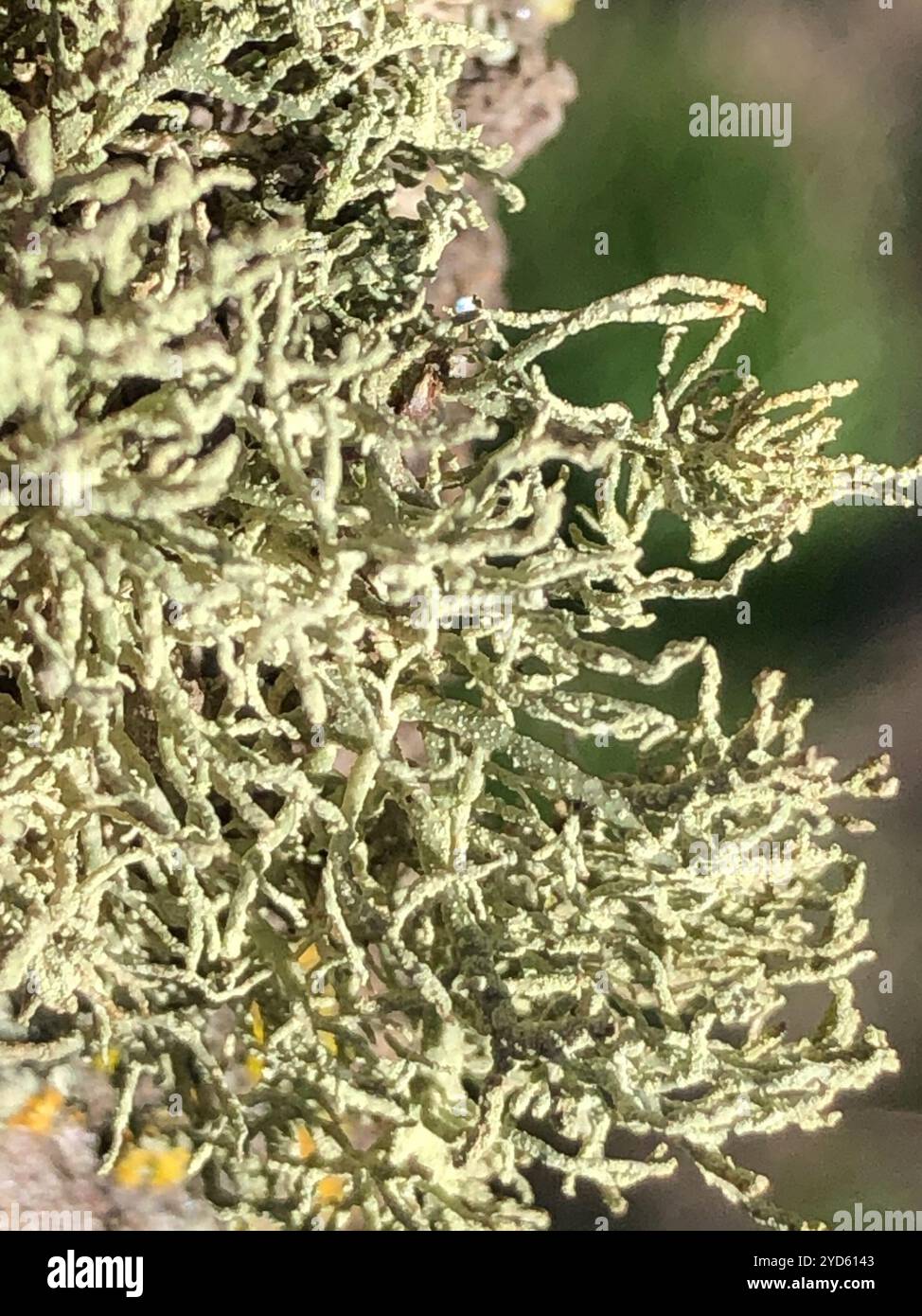 Bristly Beard Lichen (Usnea hirta Stock Photo - Alamy