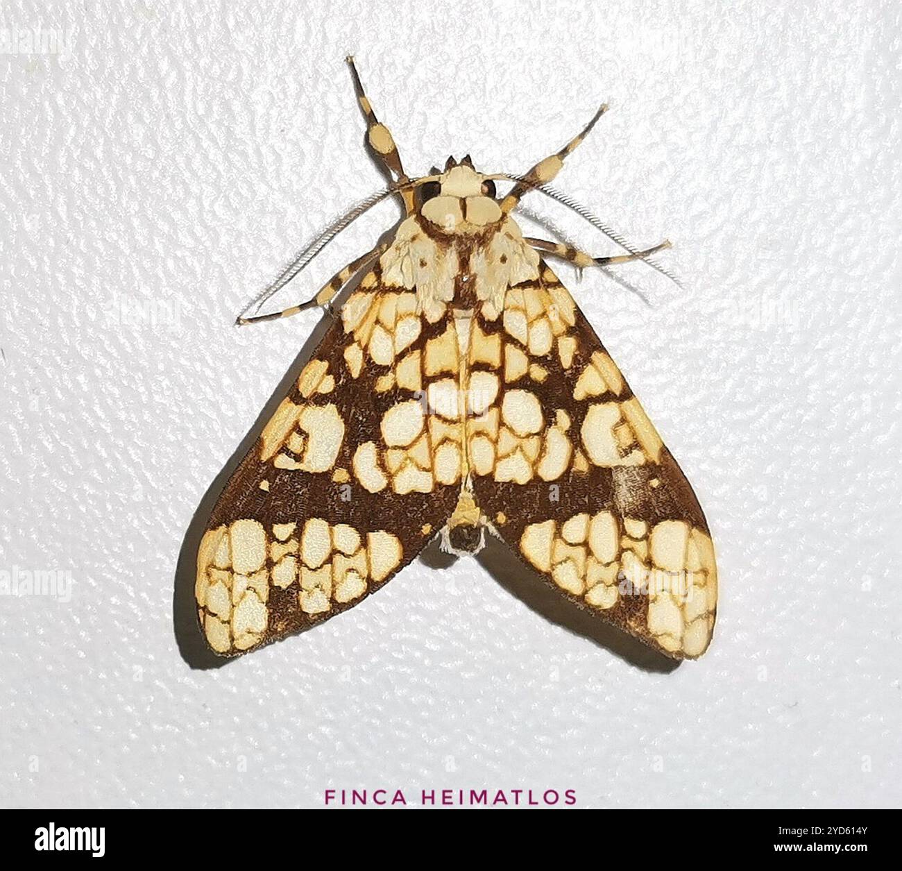 Tessella hi-res stock photography and images - Alamy