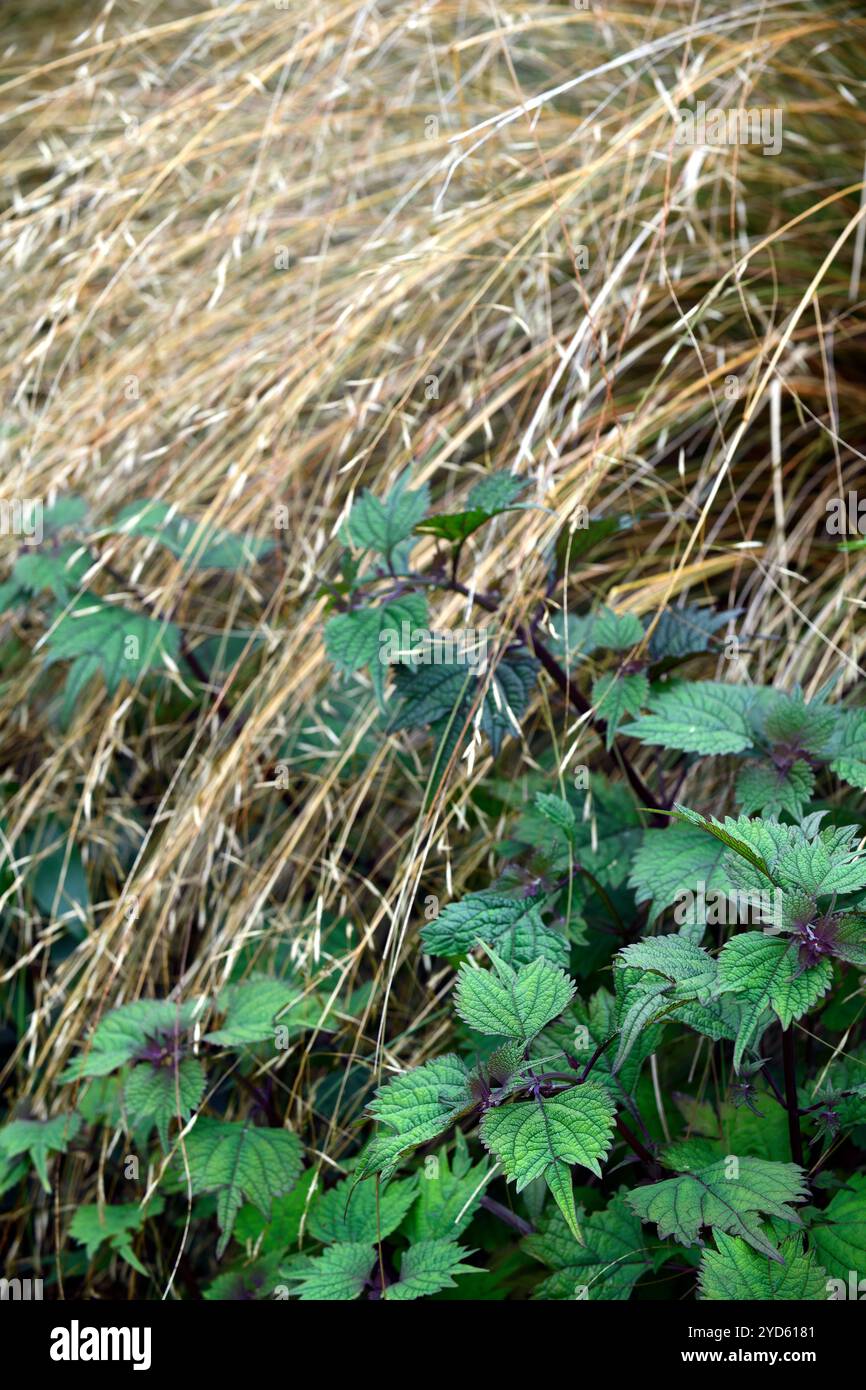 Boehmeria platanifolia,green leaves,green foliage,foliage combination ...
