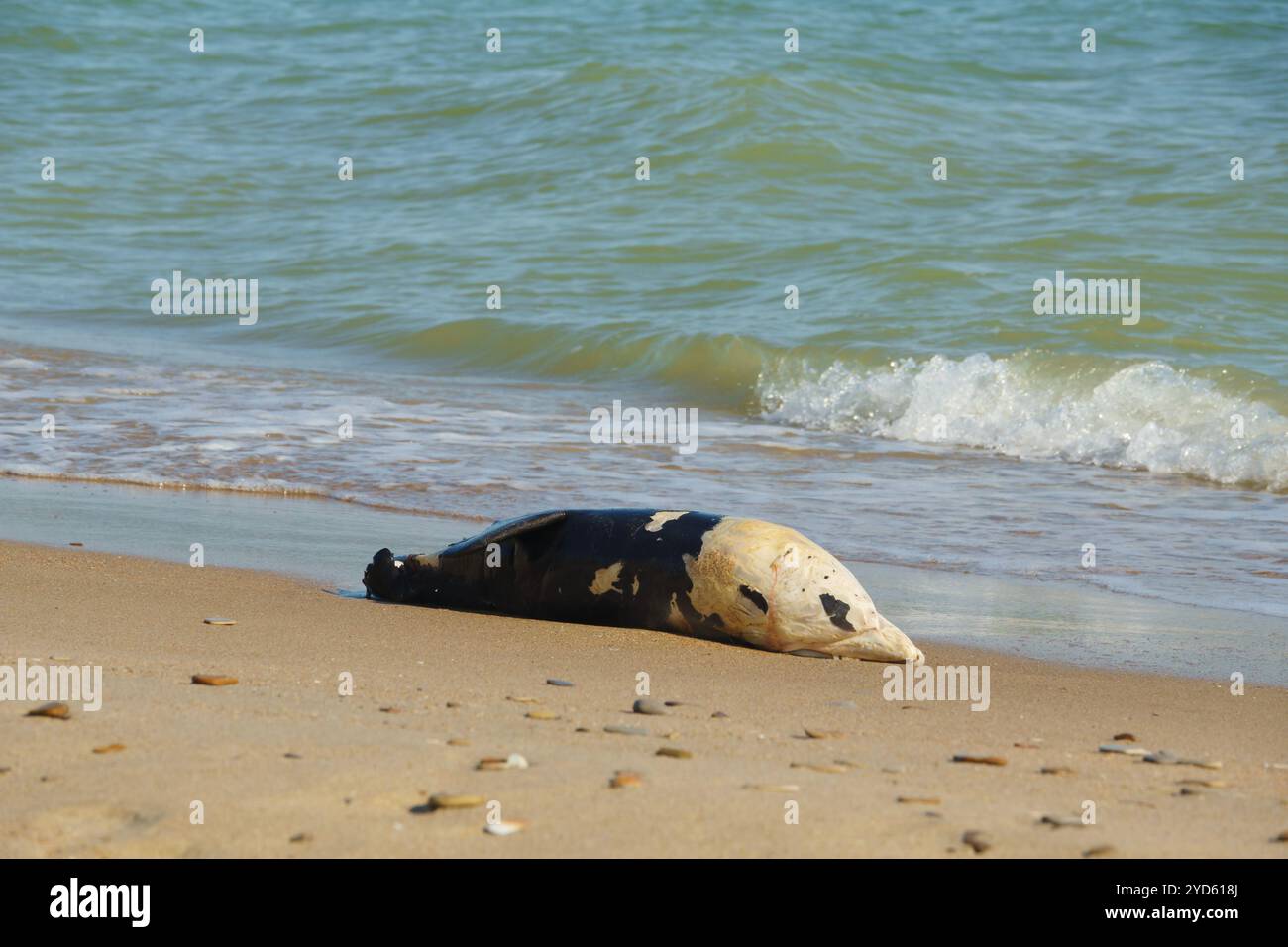 Young dolphin fish hi-res stock photography and images - Alamy