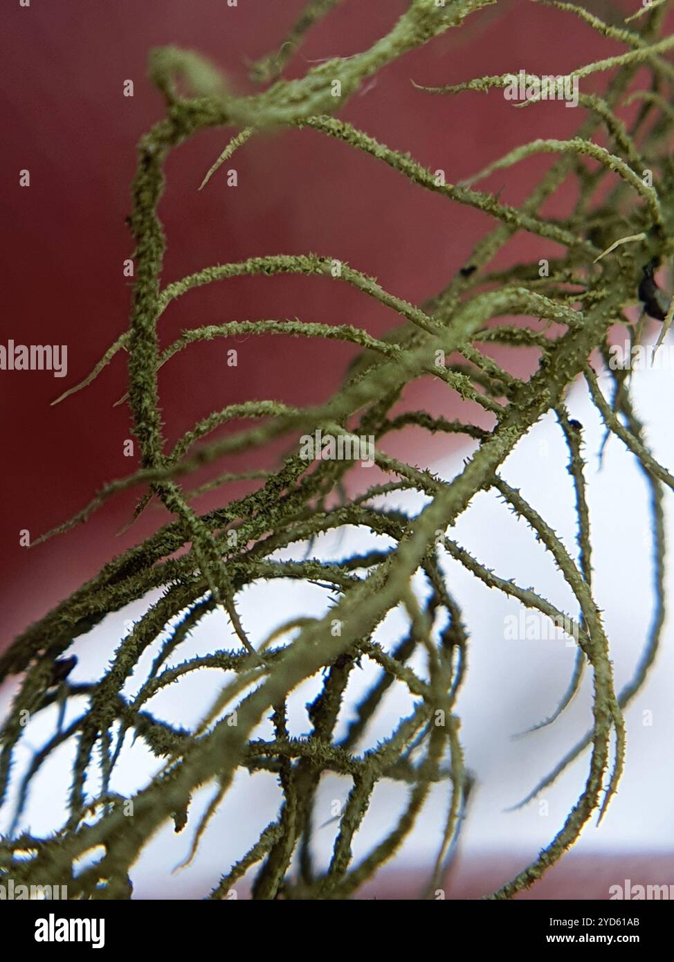 Bristly Beard Lichen (Usnea hirta Stock Photo - Alamy